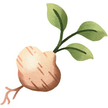 Imágenes de Jicama: descubre bancos de fotos, ilustraciones, vectores y ...