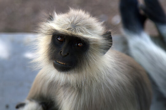 "Bunch Monkeys" Immagini - Sfoglia 134 foto, vettoriali e video Stock ...