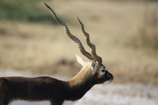 Blackbucks Imagens – Procure 5,972 fotos, vetores e vídeos | Adobe Stock