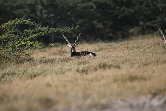 Blackbuck Images – Browse 5,956 Stock Photos, Vectors, and Video ...