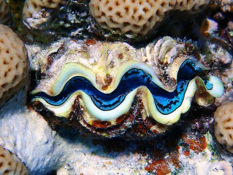 "Clam - Animal" Bilder – Durchsuchen 295 Archivfotos, Vektorgrafiken ...