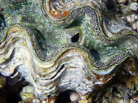 "Clam - Animal" Bilder – Durchsuchen 295 Archivfotos, Vektorgrafiken ...