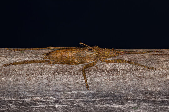 รูปภาพEnsifera – เลือกดูภาพถ่ายสต็อก เวกเตอร์ และวิดีโอ1,700 | Adobe Stock