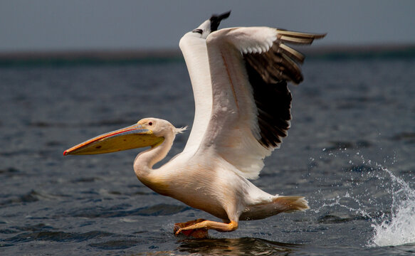 "Pelican In Flight" 影像 – 瀏覽 66 個素材庫相片、向量圖和影片 | Adobe Stock