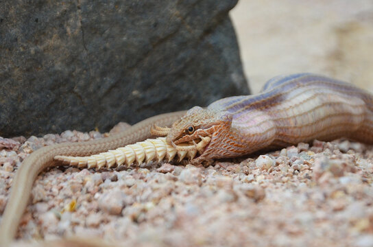 รูปภาพViperinae – เลือกดูภาพถ่ายสต็อก เวกเตอร์ และวิดีโอ2,406 | Adobe Stock