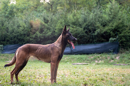 "Belgian Malinois" Bilder – Durchsuchen 3,676 Archivfotos ...