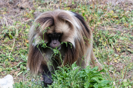 รูปภาพGraminivorous – เลือกดูภาพถ่ายสต็อก เวกเตอร์ และวิดีโอ522 | Adobe ...