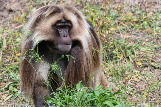 รูปภาพGraminivorous – เลือกดูภาพถ่ายสต็อก เวกเตอร์ และวิดีโอ522 | Adobe ...