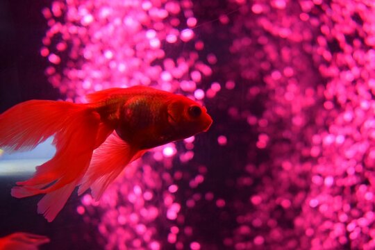 Cyprinids bilder – Bläddra bland 5,420 stockfoton, vektorer och videor ...