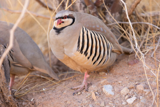 Chukar Partridge