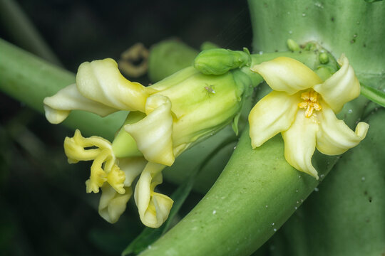 รูปภาพDicotyledoneae – เลือกดูภาพถ่ายสต็อก เวกเตอร์ และวิดีโอ7,038 ...