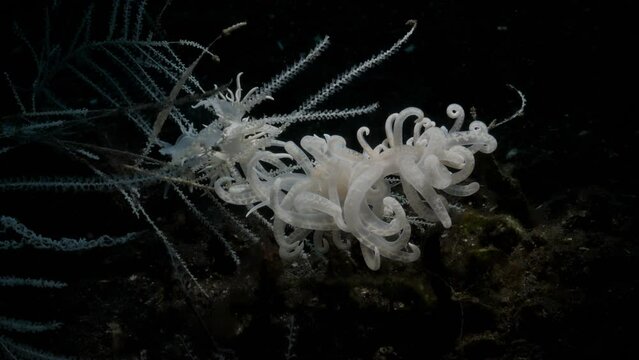 รูปภาพHydroid – เลือกดูภาพถ่ายสต็อก เวกเตอร์ และวิดีโอ2,011 | Adobe Stock