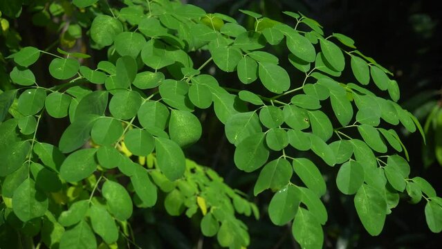 Mlonge Imagens – Procure 665 fotos, vetores e vídeos | Adobe Stock