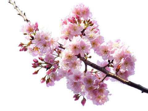 Cherry Blossom Tree Transparent Images – Browse 4,967 Stock Photos ...