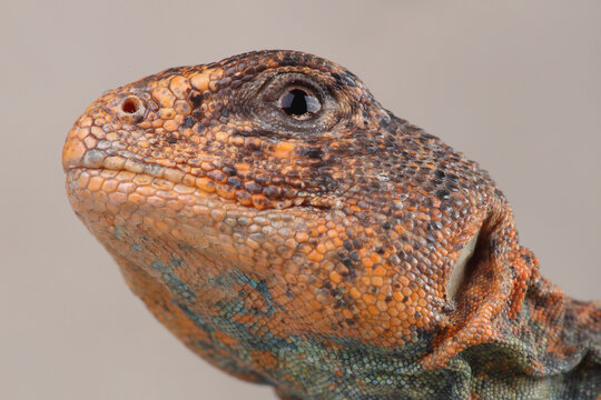 Uromastyx bilder – Bläddra bland 644 stockfoton, vektorer och videor ...