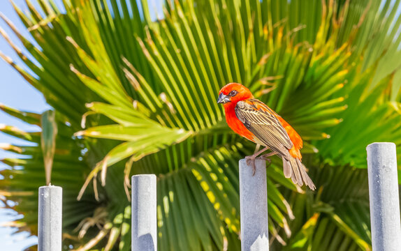 รูปภาพLatanier – เลือกดูภาพถ่ายสต็อก เวกเตอร์ และวิดีโอ355 | Adobe Stock