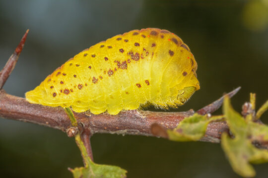 Pupate Bilder – Durchsuchen 1,389 Archivfotos, Vektorgrafiken und ...