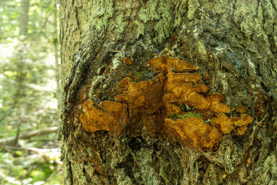 รูปภาพPhellinus – เลือกดูภาพถ่ายสต็อก เวกเตอร์ และวิดีโอ279 | Adobe Stock