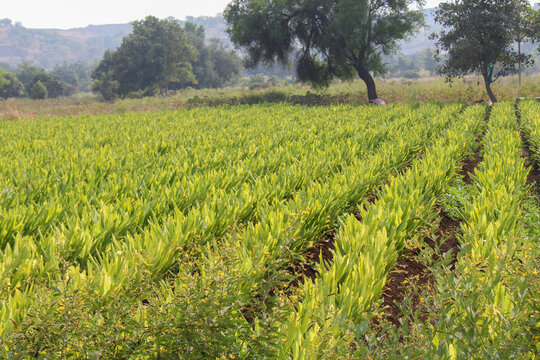 Turmeric Farm Images – Browse 3,618 Stock Photos, Vectors, and Video ...