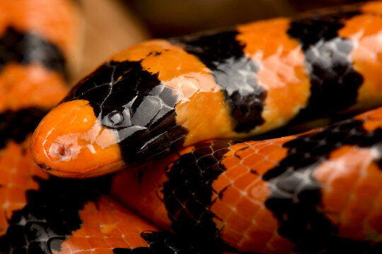 Scytale Images – Browse 8 Stock Photos, Vectors, and Video | Adobe Stock