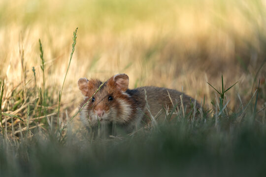 Hamsterbacken Bilder – Durchsuchen 1,862 Archivfotos, Vektorgrafiken ...