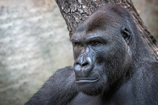 Ralph Lear Fotos, Bilder, Stockmedien | Adobe Stock