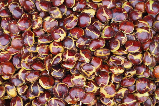 รูปภาพJengkol – เลือกดูภาพถ่ายสต็อก เวกเตอร์ และวิดีโอ352 | Adobe Stock