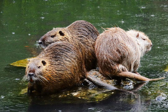 รูปภาพNutrea – เลือกดูภาพถ่ายสต็อก เวกเตอร์ และวิดีโอ13,902 | Adobe Stock