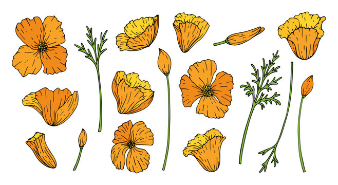 California Poppy Drawing Easy