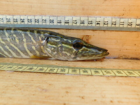 Piscivore bilder – Bläddra bland 2,280 stockfoton, vektorer och videor ...