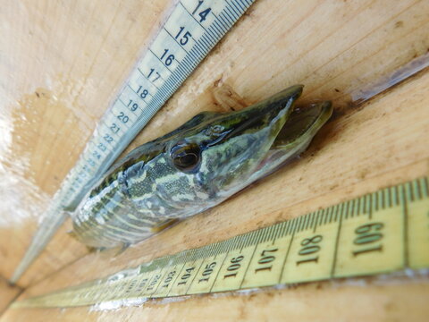 Piscivore bilder – Bläddra bland 2,280 stockfoton, vektorer och videor ...