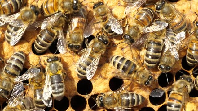 "Young Bee" Bilder – Durchsuchen 92 Archivfotos, Vektorgrafiken und ...