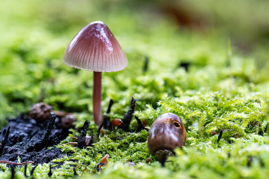 Imagens de Giftpilz – Explore Fotografias do Stock, Vetores e Vídeos de ...