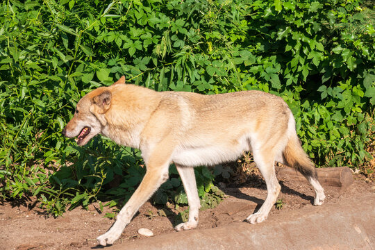 "Canis Lupus Lupus" Bilder – Durchsuchen 4,980 Archivfotos ...