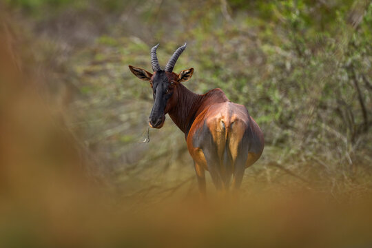 Topi.animal Imagens – Procure 3,029 fotos, vetores e vídeos | Adobe Stock