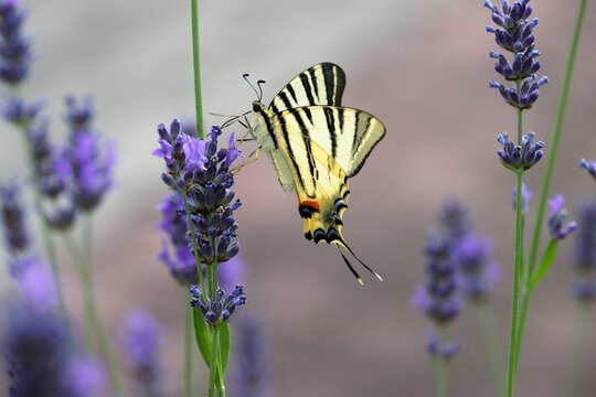 รูปภาพFarfalla – เลือกดูภาพถ่ายสต็อก เวกเตอร์ และวิดีโอ15,237 | Adobe Stock