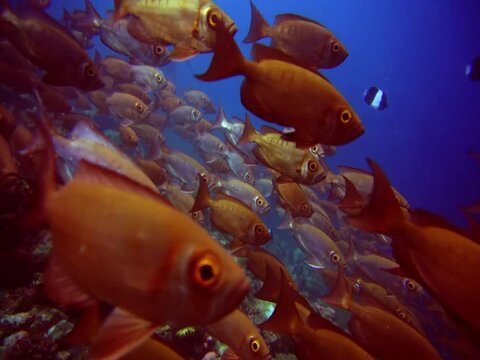 รูปภาพ"Bug-Eyed – เลือกดูภาพถ่ายสต็อก เวกเตอร์ และวิดีโอ1,050 | Adobe Stock