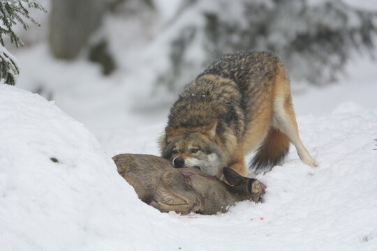 รูปภาพCanidae – เลือกดูภาพถ่ายสต็อก เวกเตอร์ และวิดีโอ70,363 | Adobe Stock