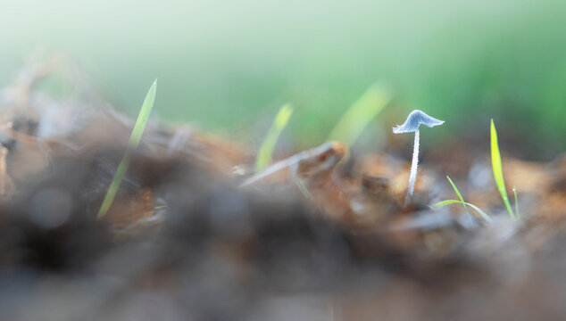 รูปภาพMashroom – เลือกดูภาพถ่ายสต็อก เวกเตอร์ และวิดีโอ3,879 | Adobe Stock