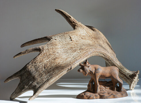 "Moose Antlers" Bilder – Durchsuchen 360 Archivfotos, Vektorgrafiken ...
