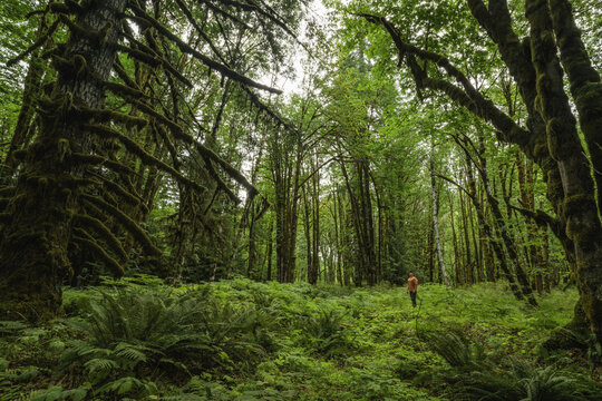 Forest Floor Images – Browse 1,487,900 Stock Photos, Vectors, and Video ...