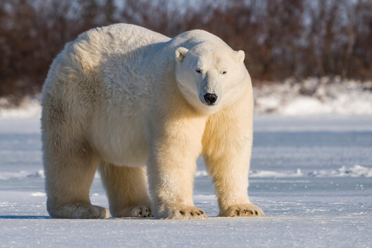 Imágenes de Caliber: descubre bancos de fotos, ilustraciones, vectores ...