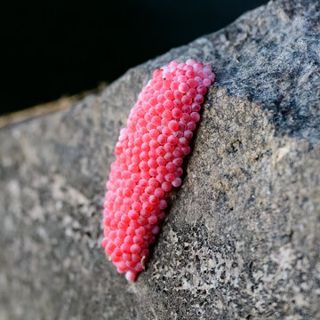 Water Snail Eggs