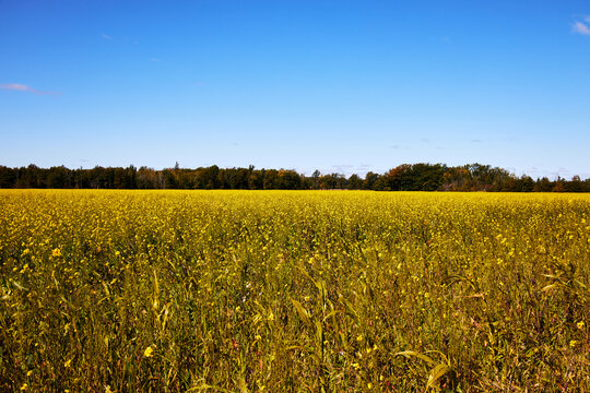 Rapssaat Bilder – Durchsuchen 50,655 Archivfotos, Vektorgrafiken und ...