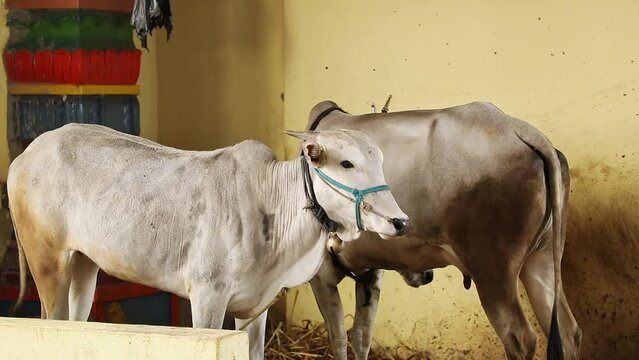 Goshala Images – Browse 263 Stock Photos, Vectors, and Video | Adobe Stock