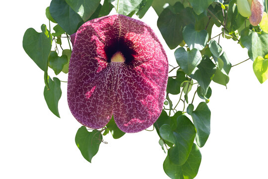 Papo-De-Peru-Grande Images – Browse 80 Stock Photos, Vectors, and Video ...