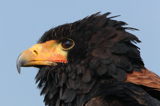 "Zimbabwe Bird" Billeder – Gennemse 122 stockfotos, vektorer og videoer ...