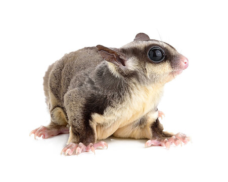 รูปภาพPteromyini – เลือกดูภาพถ่ายสต็อก เวกเตอร์ และวิดีโอ4,128 | Adobe ...