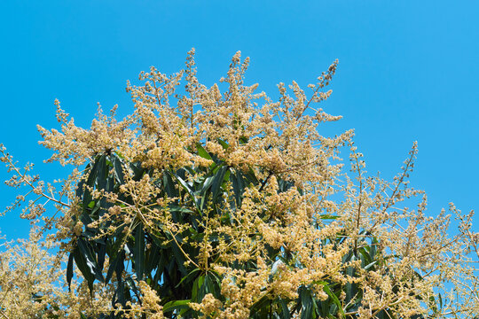 รูปภาพAam – เลือกดูภาพถ่ายสต็อก เวกเตอร์ และวิดีโอ2,184 | Adobe Stock