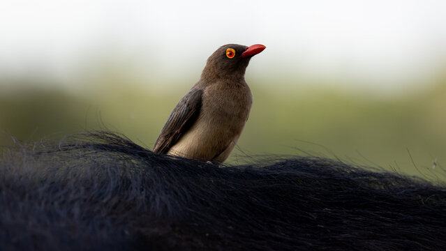 「Tickbird」の画像 - 3,085 件の Stock 写真、ベクターおよびビデオ | Adobe Stock